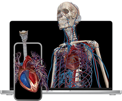 Collection Spotlight: Visible Body Suite! - Syracuse University Libraries